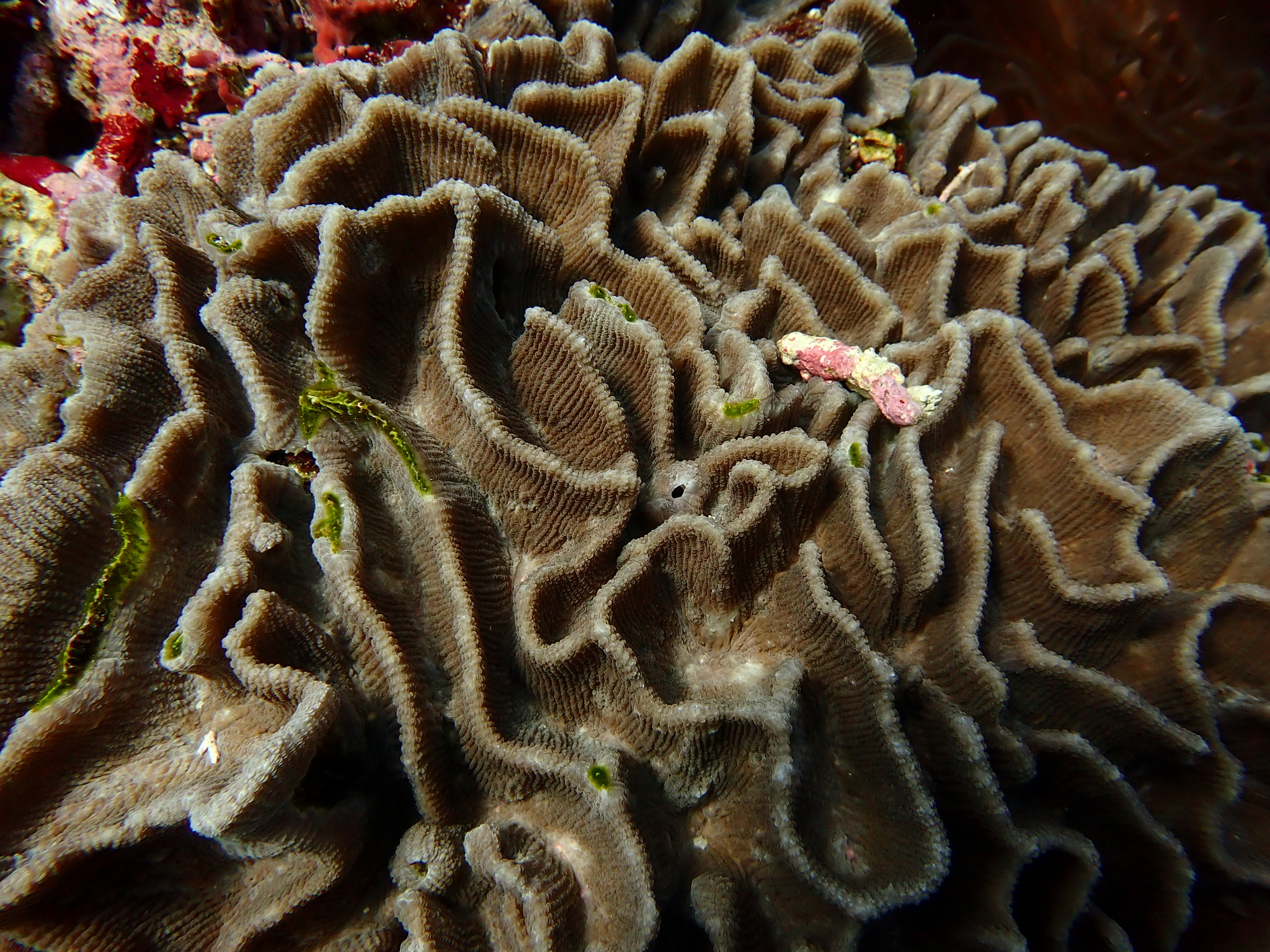 Pectinia lactuca (Pallas, 1766)