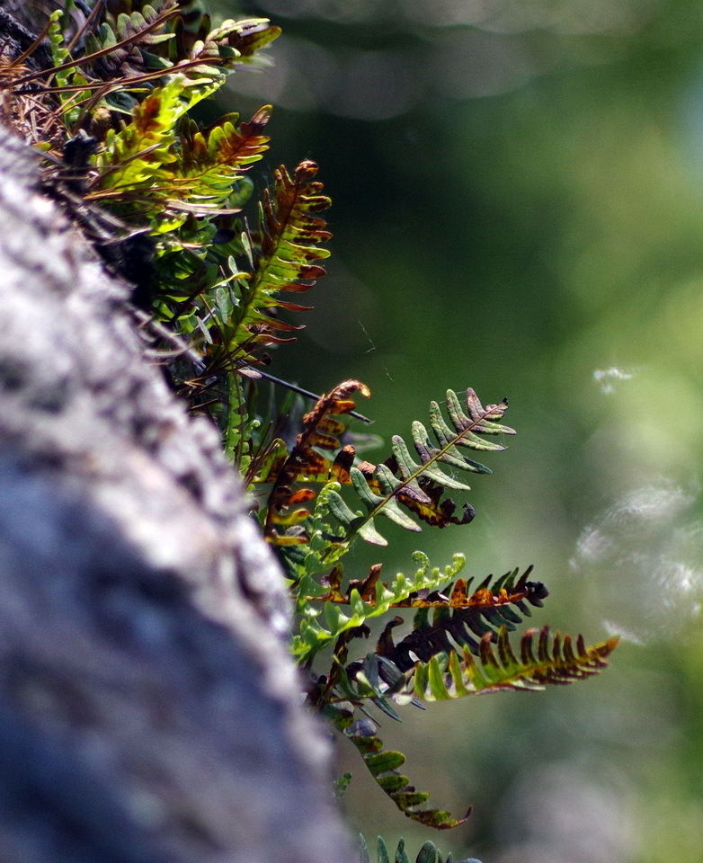 rock polypody from Algoma District, ON, Canada on June 04, 2022 at 04: ...