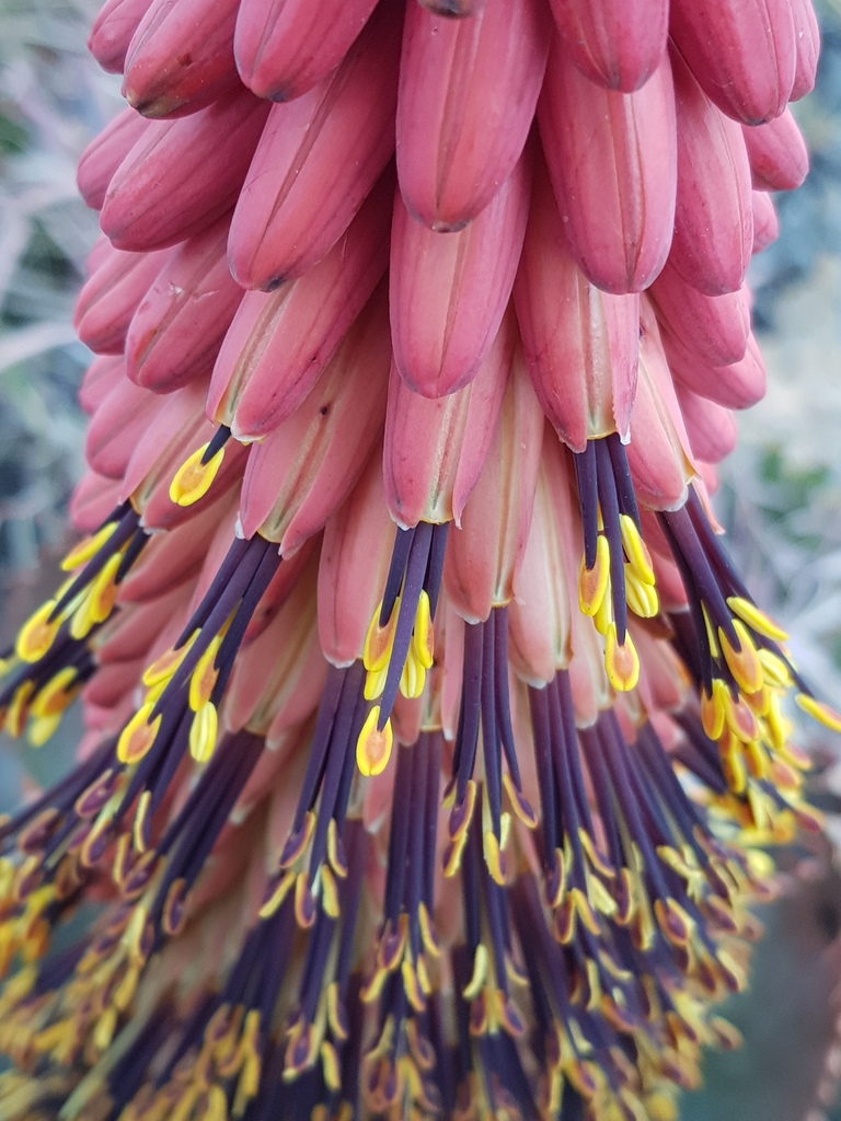 Turks Aloe in August 2022 by Richard Gill · iNaturalist