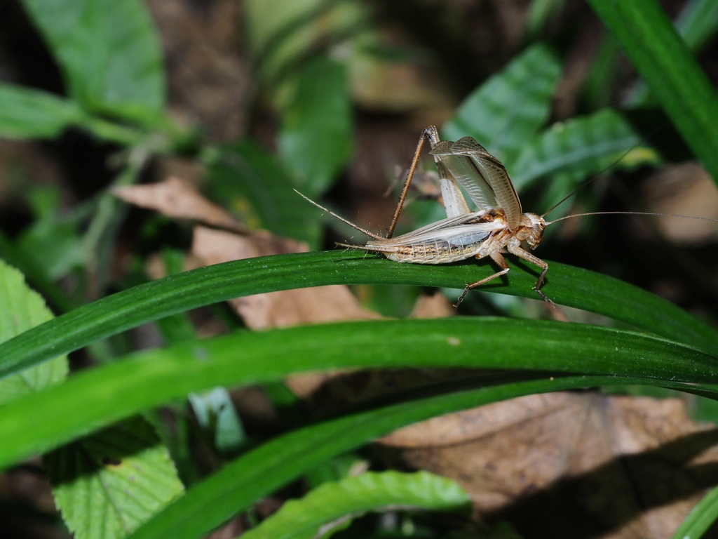 Japanese Pine Cricket from 中国浙江省杭州市西湖区小西天步道 on August 20, 2022 at 08:12 ...