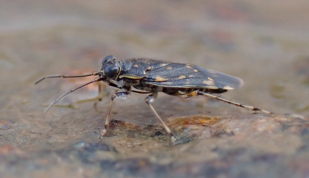Shore bugs from Stratford Hills, Richmond, VA, USA on August 24, 2022 ...