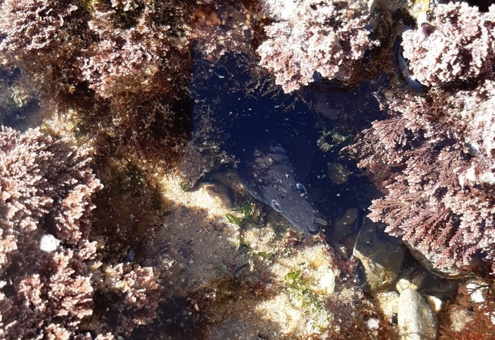 Black Moray from Cabo da Roca on February 11, 2022 by Leonor Miranda ...