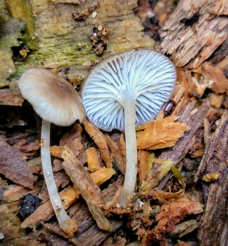 Hydropus rugosodiscus · iNaturalist