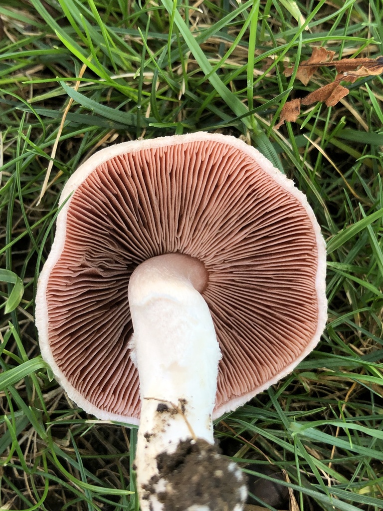 Meadow Mushroom from Massachusetts Institute of Technology, Cambridge ...