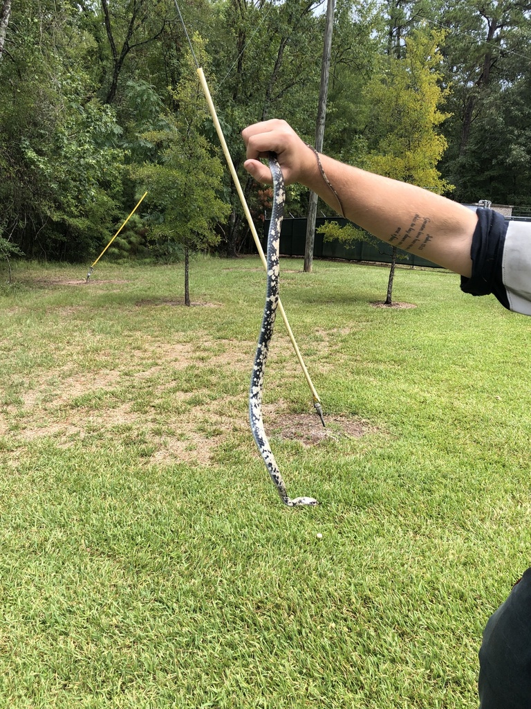 Buttermilk Racer from Lake Houston Wilderness Park, New Caney, TX, US ...