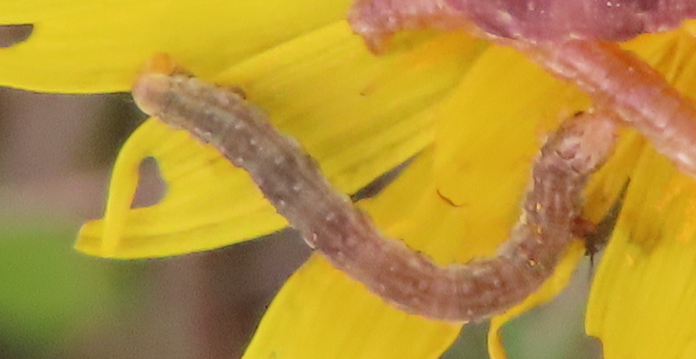 Geometer Moths from Bláskógabyggð, Iceland on August 25, 2022 at 06:37 ...
