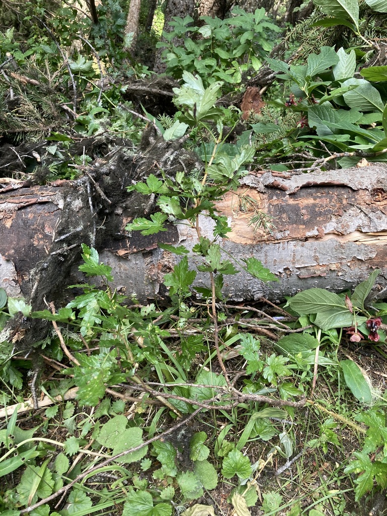 rust fungi from Improvement District No. 9, AB T0L, Canada on August 17 ...