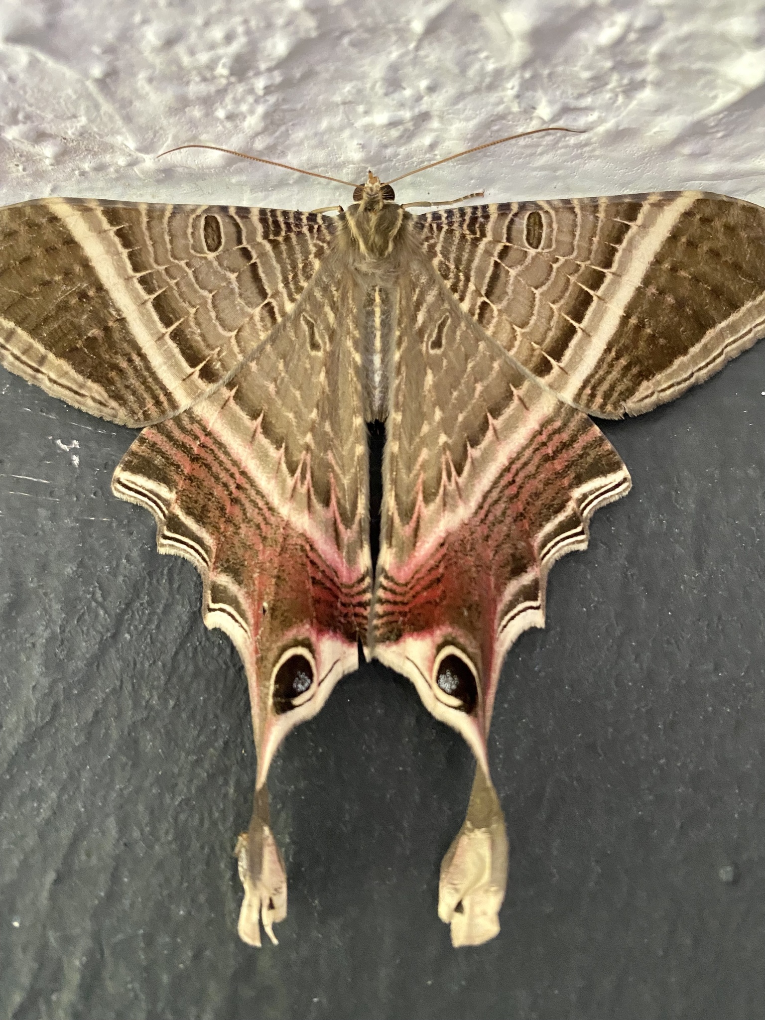 Nothus lunus Linnaeus, 1758