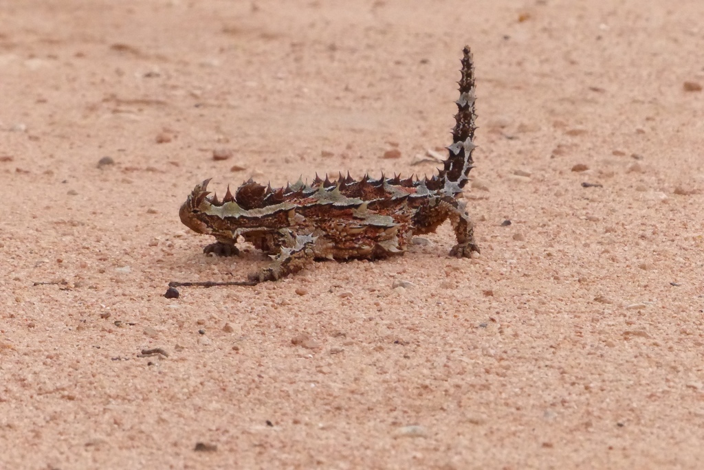 Thorny Devil from secret rocks on October 21, 2016 by Eddy Smith ...