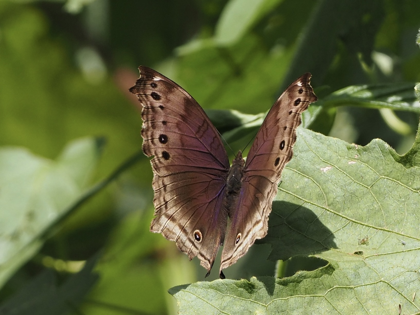 Protogoniomorpha Wallengren, 1857