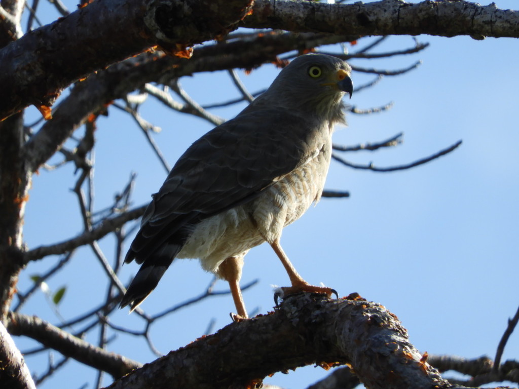 Roadside Hawk from Benito Juárez, Q.R., México on February 15, 2018 at ...