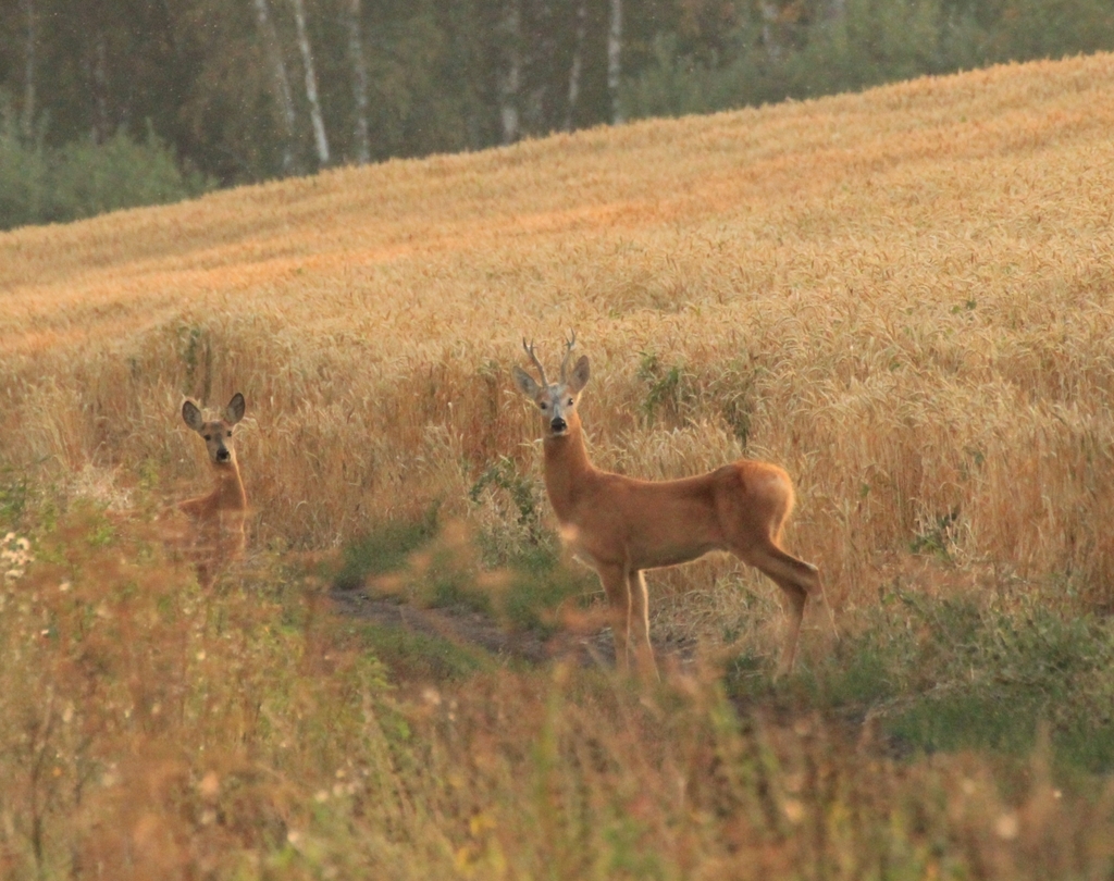 Eastern Roe Deer from Курганская обл., Россия, 641975 on August 24 ...