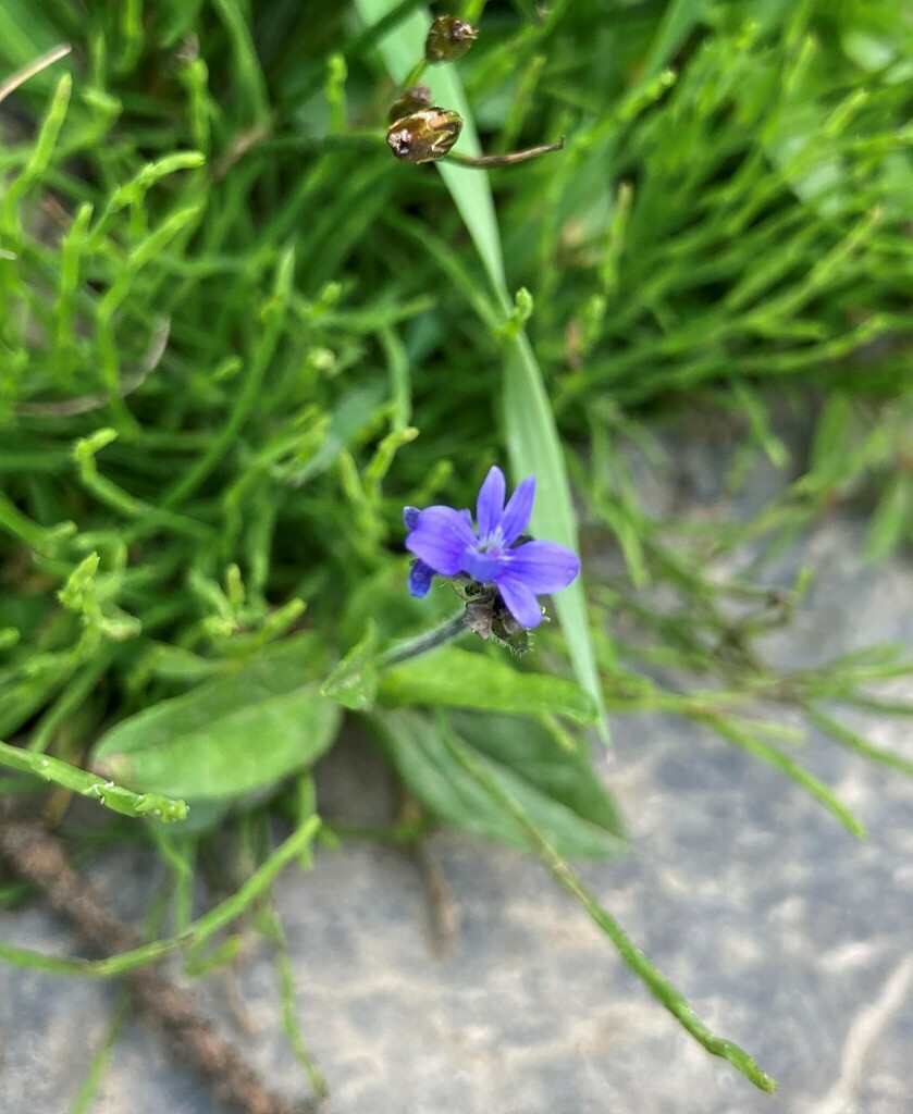 American alpine speedwell from Improvement District No. 9, AB T0L ...