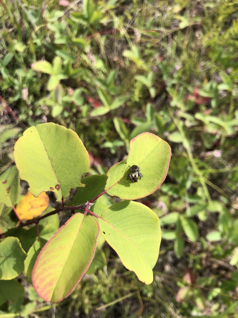 Spiders from Prince Albert, CA-SK-ST, CA-SK, CA on July 27, 2022 at 10: ...