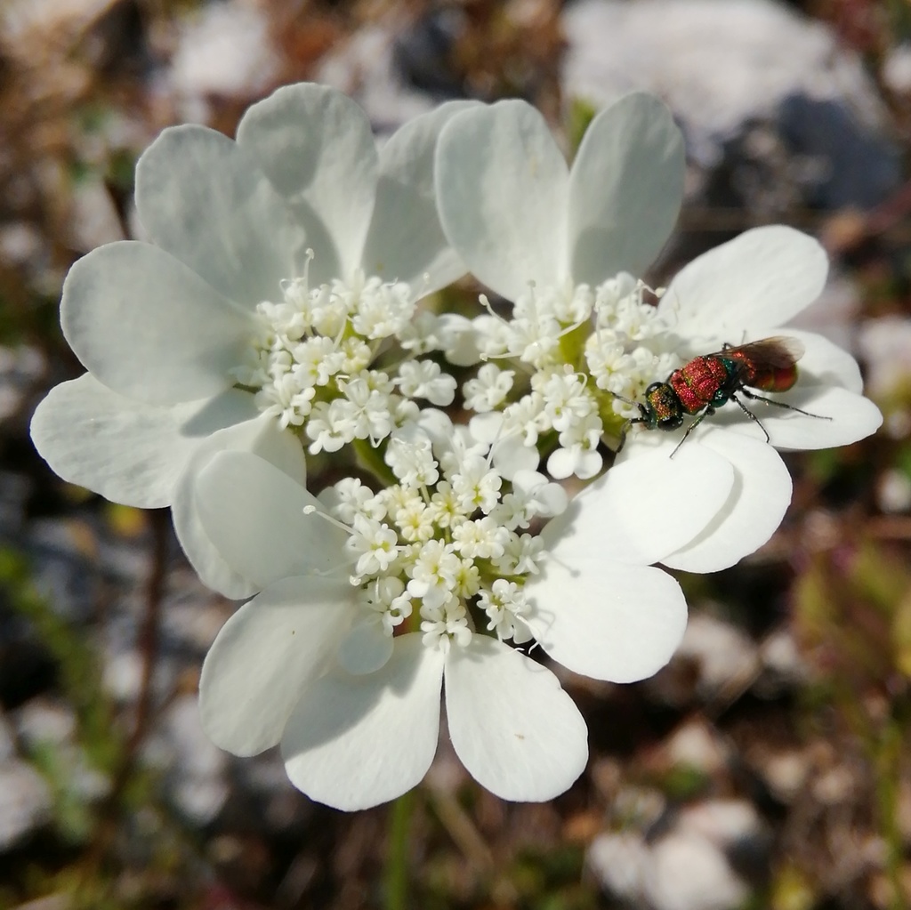 Large-flowered Orlaya (Orlaya grandiflora) - Botanical Realm