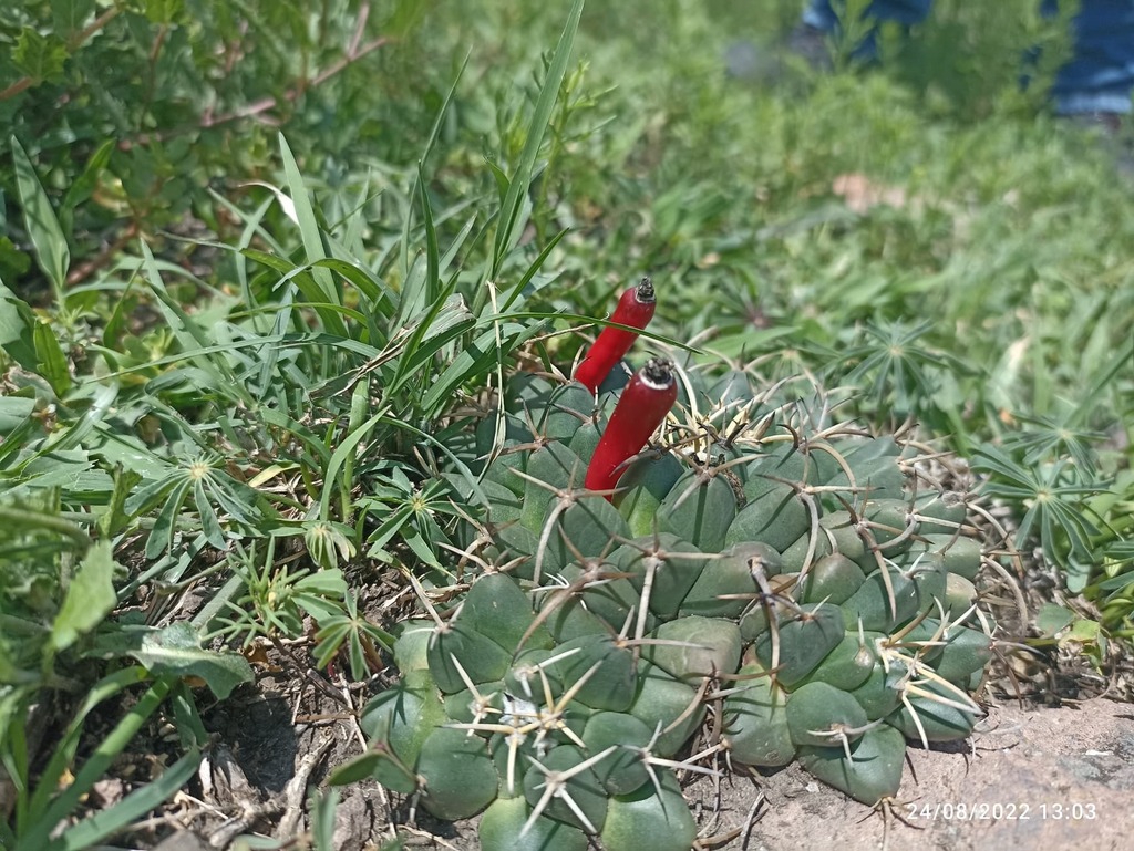 Mexican pincushion cactus from Buenavista, Ecatepec de Morelos, Méx ...
