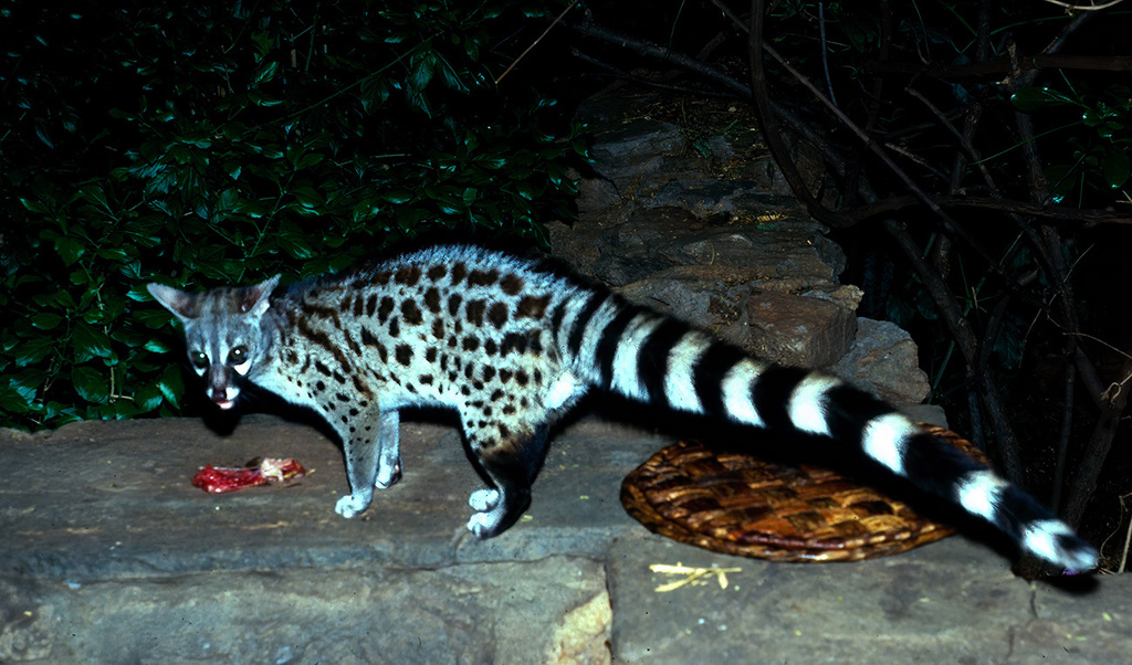 Northern Small-spotted Genet from Central, Kenya on February 13, 1994 ...