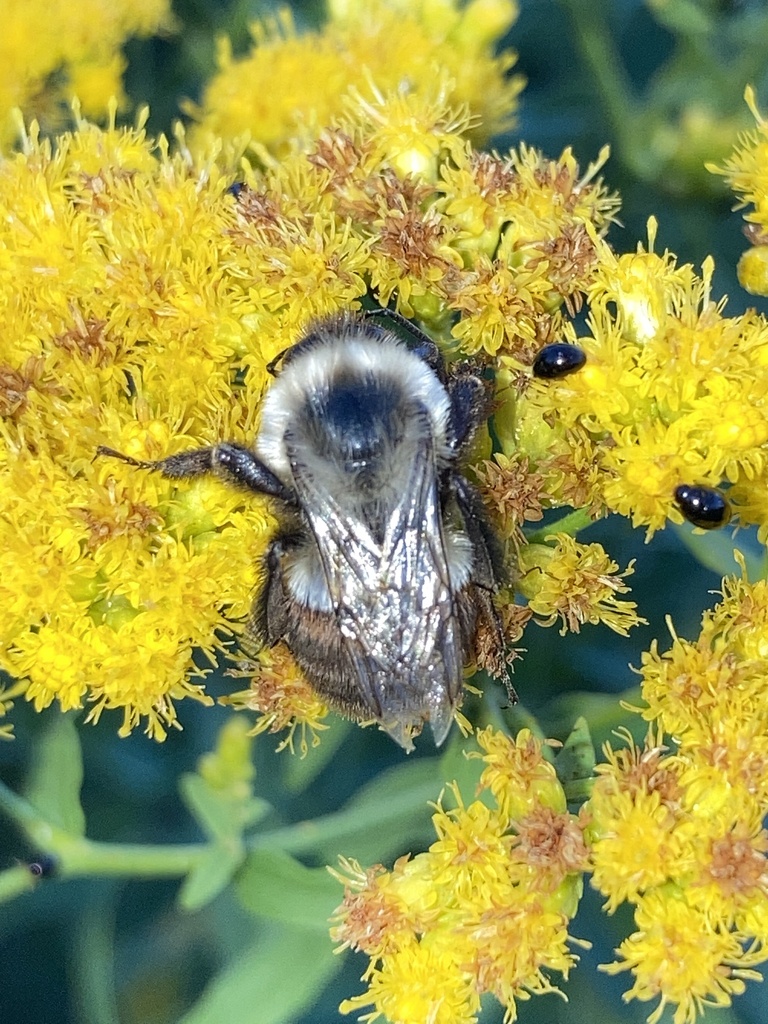 Common Eastern Bumble Bee from Reedsville, WV, US on August 24, 2022 at ...