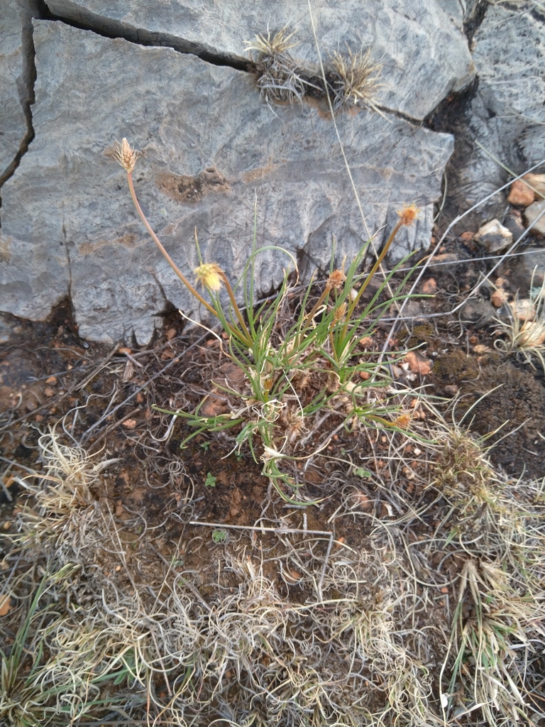 scented grass bulbine from Merafong City Local Municipality, South ...