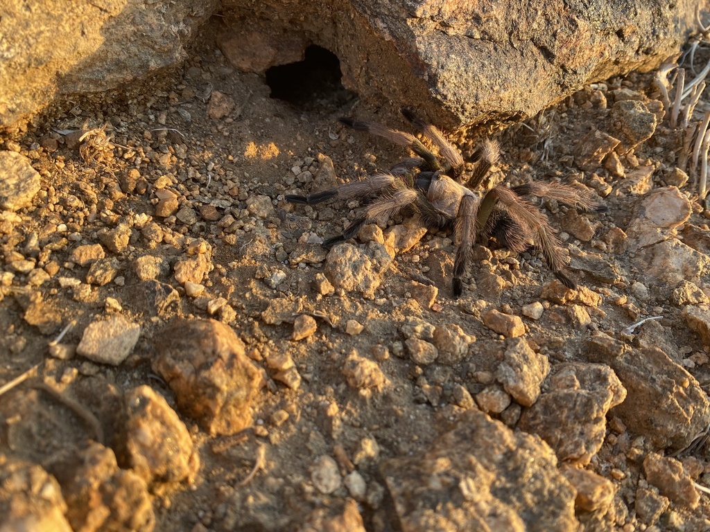 Desert Tarantula from Joshua Tree National Park, Twentynine Palms, CA ...