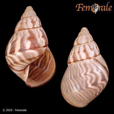 Orthalicus (Animales y Plantas de Ciudad Ixtepec Oaxaca) · iNaturalist ...