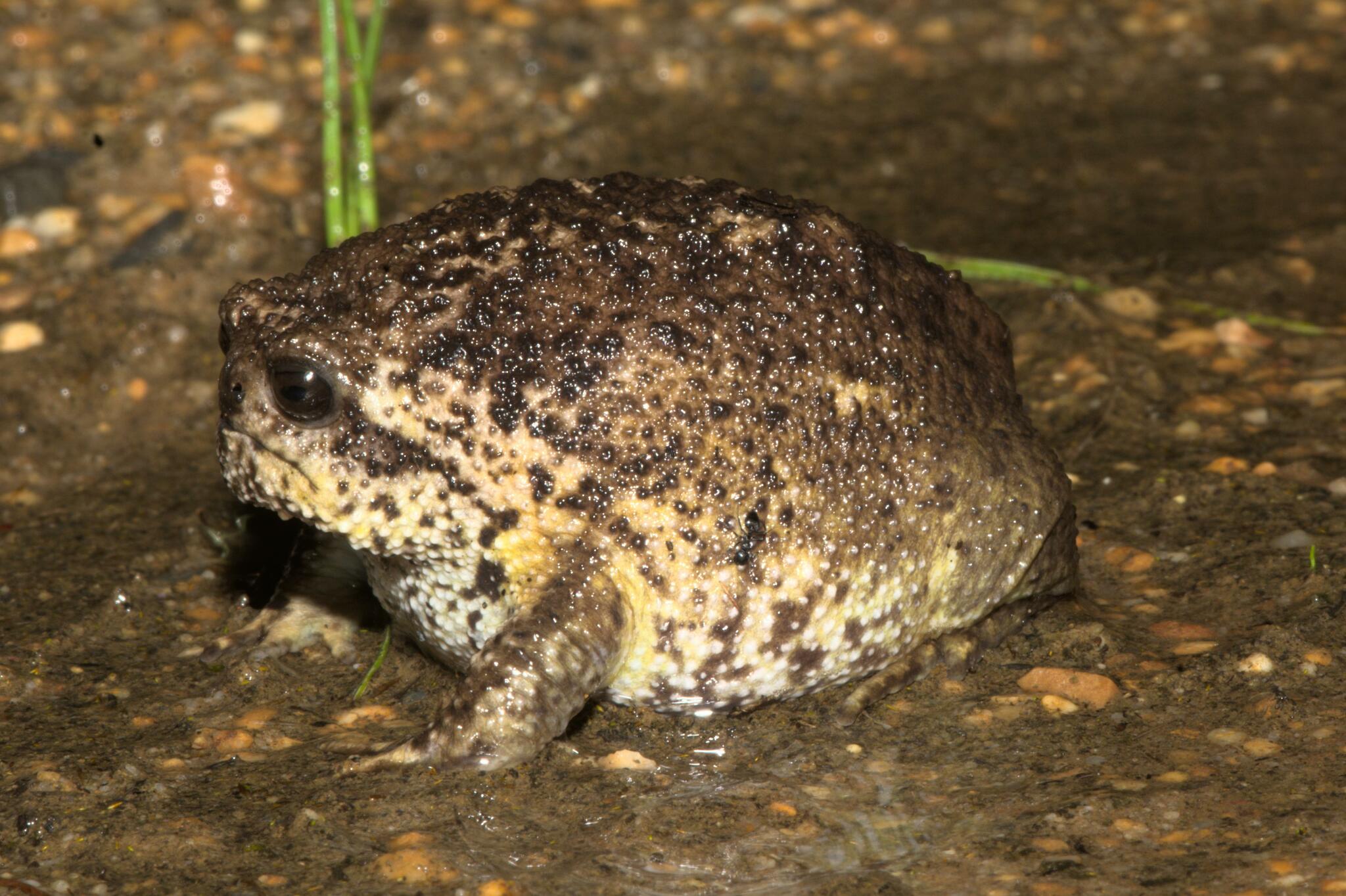 Breviceps gibbosus (Linnaeus, 1758)