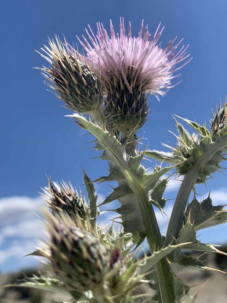 Barneby's Thistle from Uintah County, UT, USA on June 02, 2022 at 03:37 ...