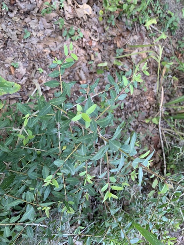 Subspecies Ilex vomitoria vomitoria · iNaturalist