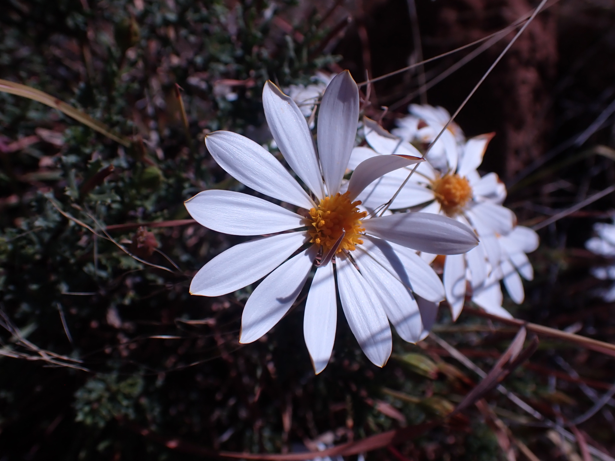 Dimorphotheca cuneata (Thunb.) DC.