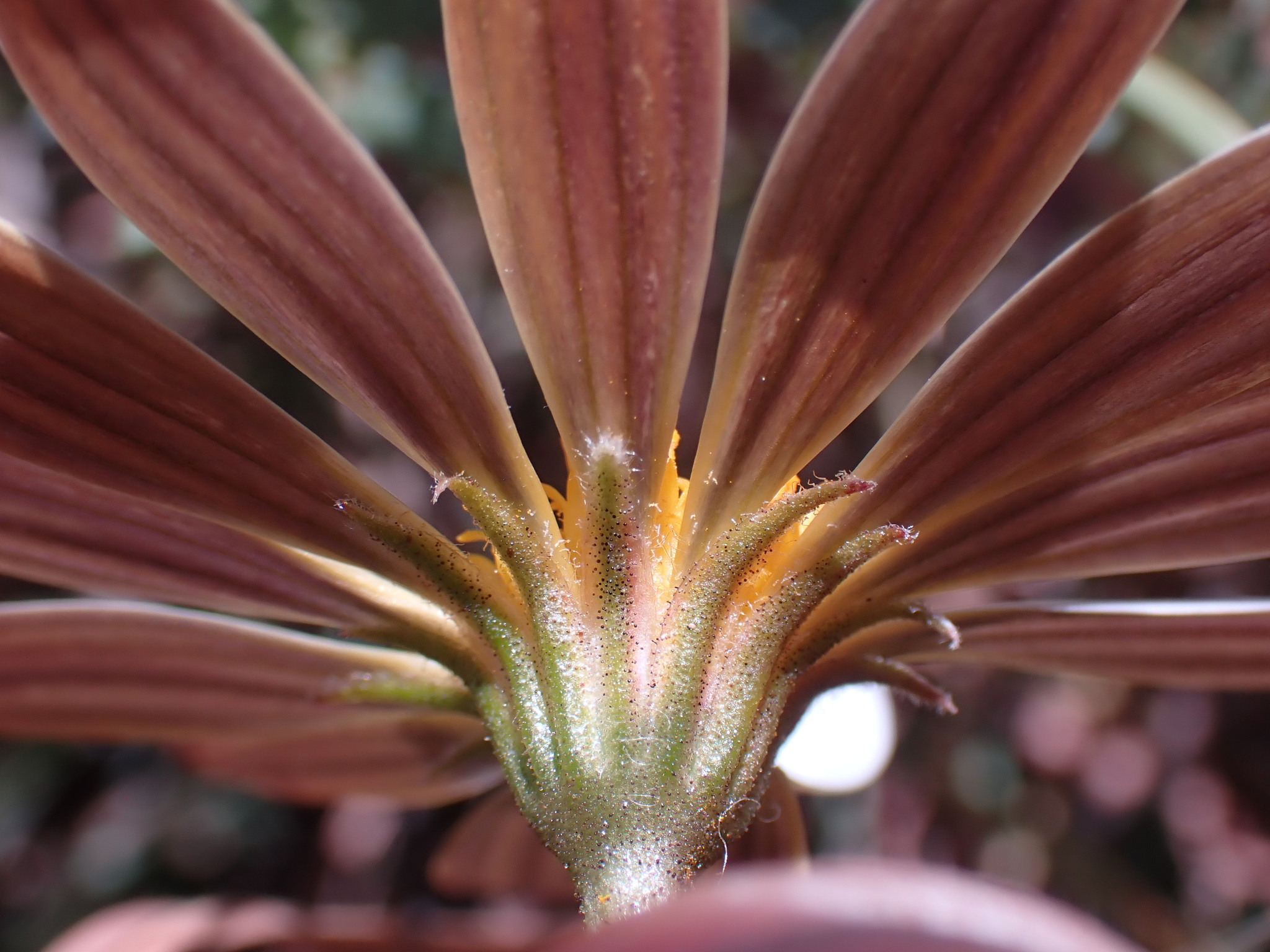 Dimorphotheca cuneata (Thunb.) DC.