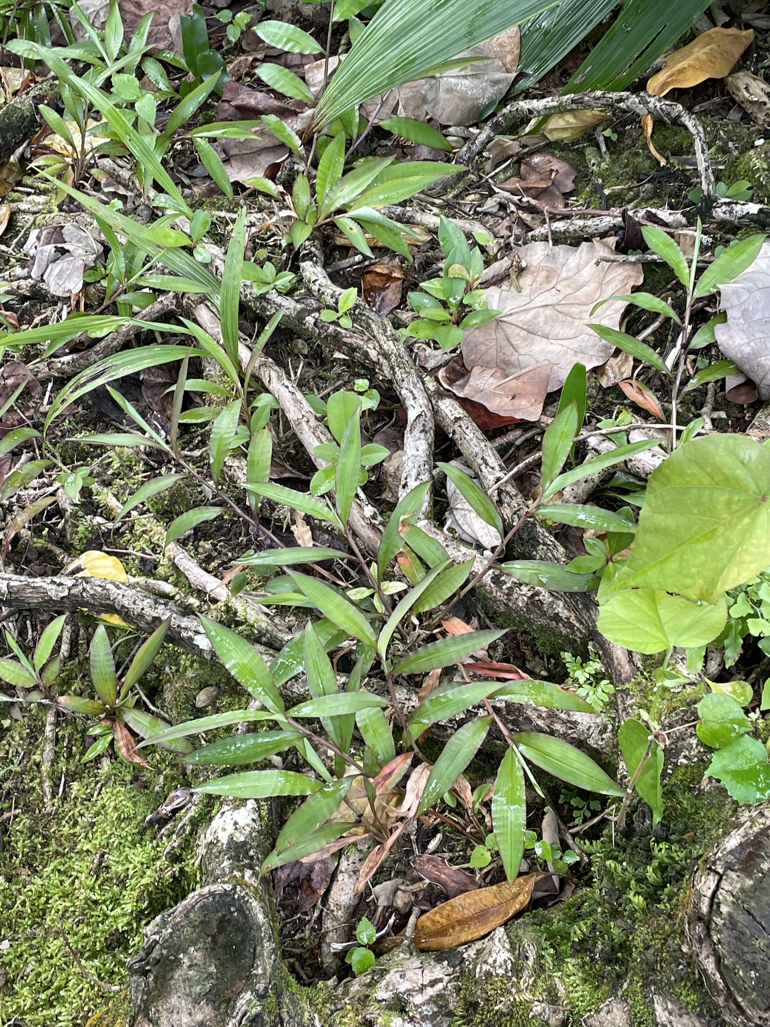 Centotheca lappacea (L.) Desv.