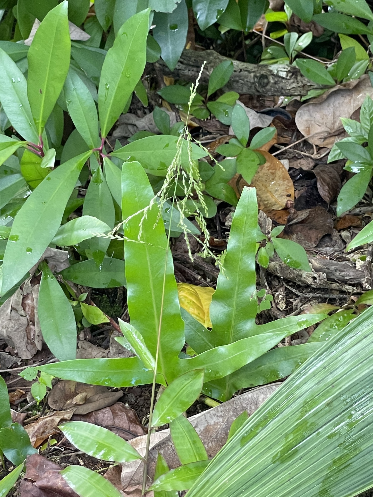 Centotheca lappacea (L.) Desv.