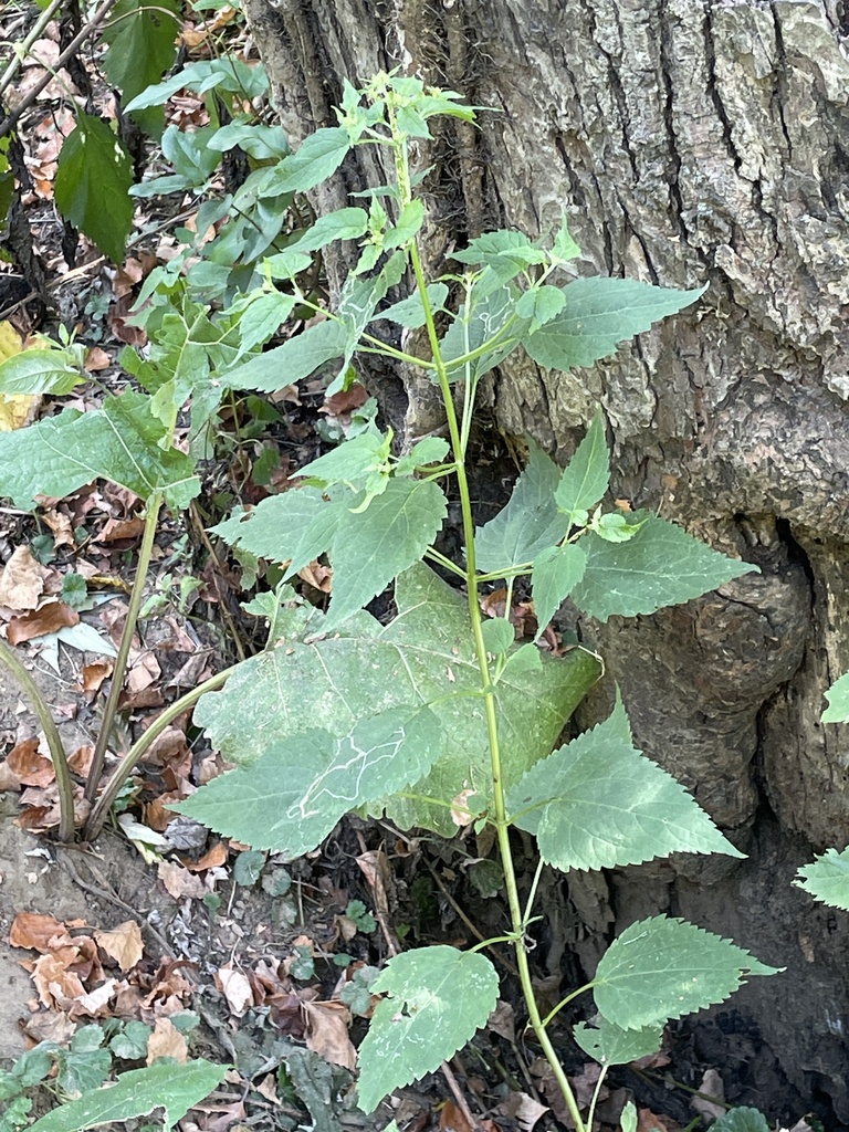 flowering plants from Ohio University, Athens, OH, US on August 25 ...