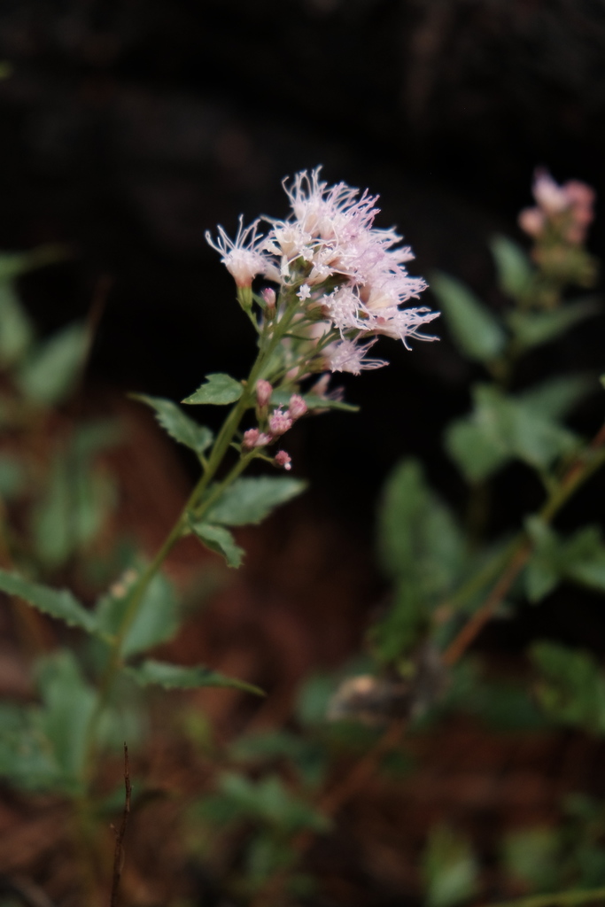 Western Snakeroot from Sagehen Creek, CA on August 7, 2015 at 07:04 AM ...