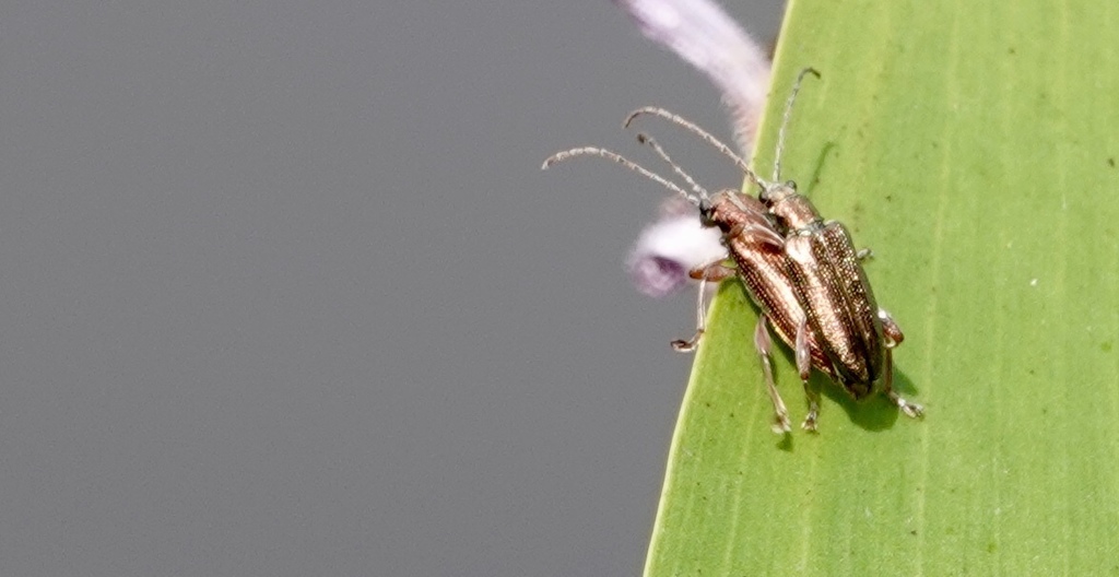 Beetles from The Adirondacks, Lake Placid, NY, US on August 2, 2018 at ...
