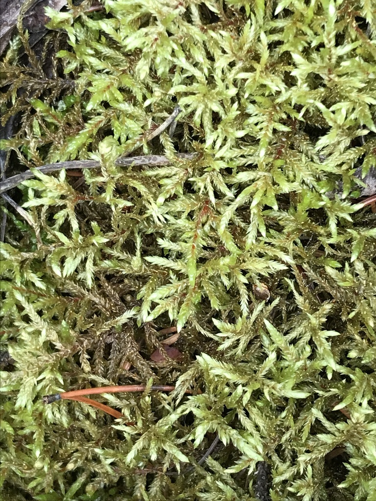 Red-stemmed Feather Moss from Spray Valley, CA-AB-FN, CA-AB, CA on ...