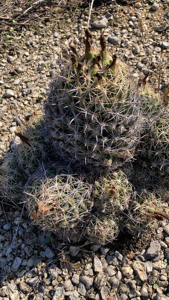 Grooved nipple cactus from Decatur, TX, US on August 25, 2022 at 09:49 ...