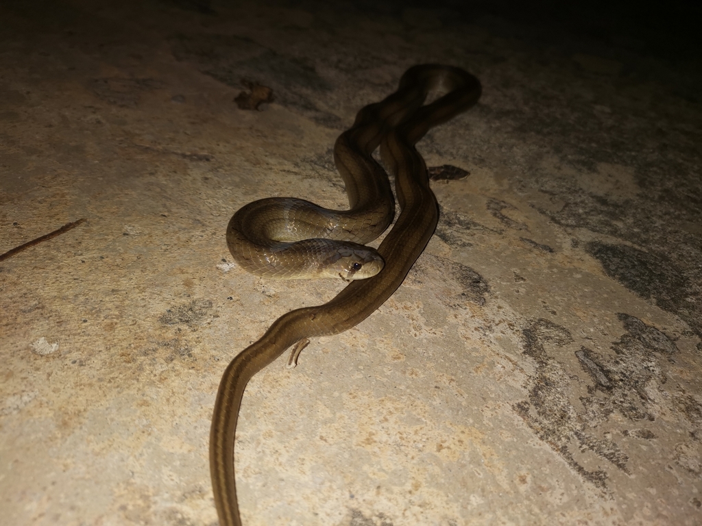 Small-banded Kukri Snake from 云南省西双版纳傣族自治州勐腊县勐仑镇艾芘燕音乐吧中国科学院西双版纳热带植物园 on ...