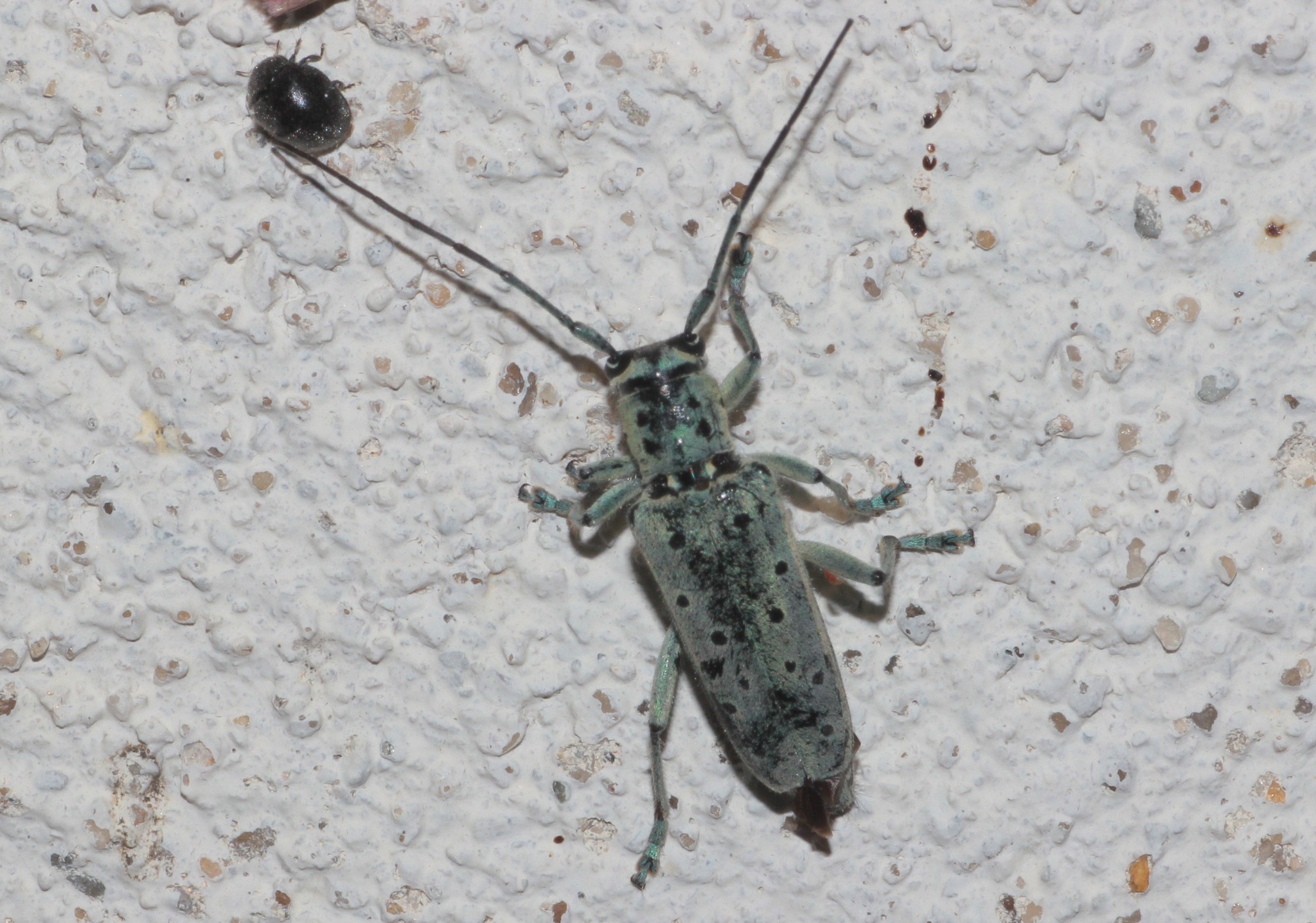 Saperda punctata (Linnaeus, 1767)