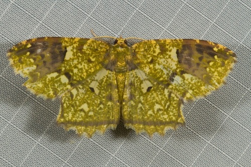 Synegia orsinephes · iNaturalist