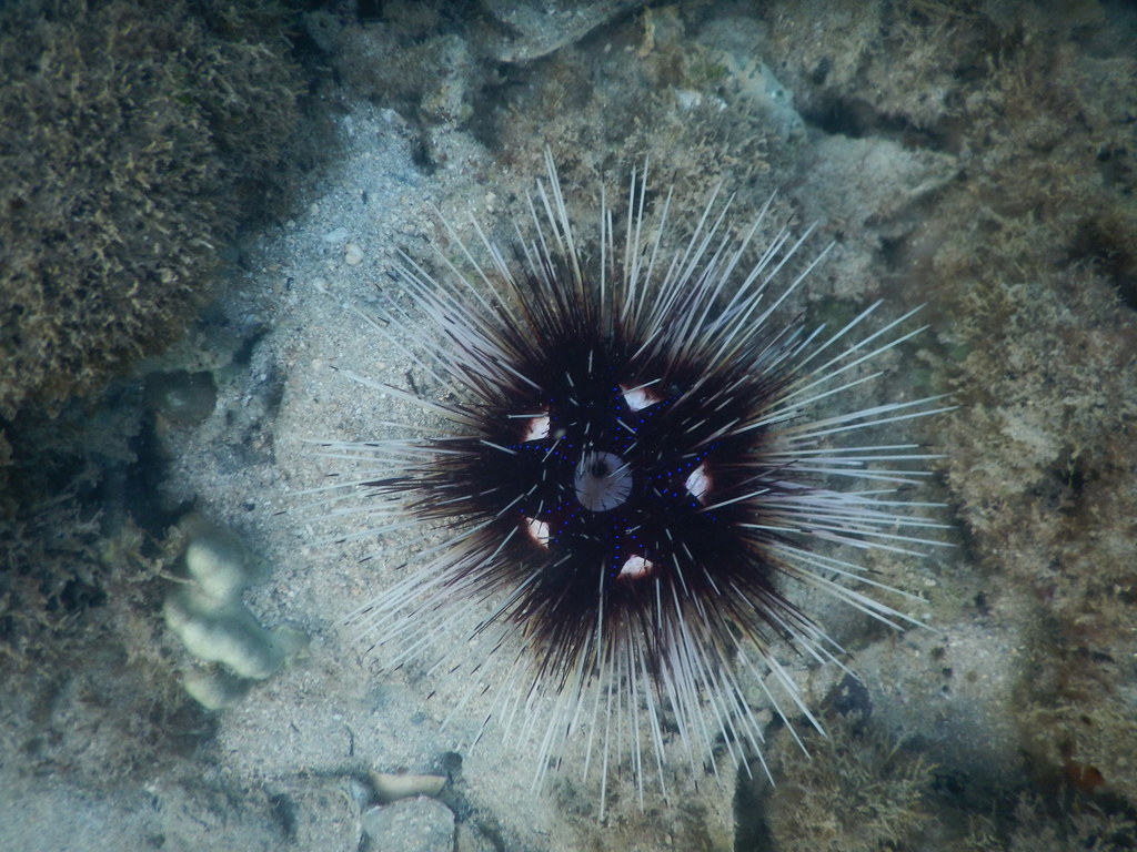 Astropyga pulvinata (Echinoderms of the North Eastern Pacific (Alaska ...