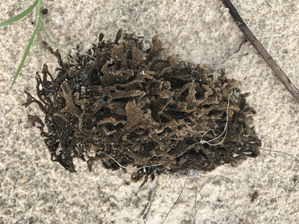 Red Beard Sponge from 361 Bay Ave, Slaughter Beach, DE, US on August 3 ...