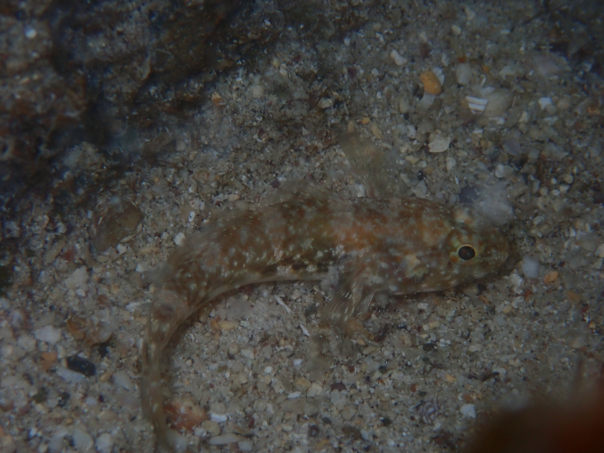 Bathygobius lineatus (Jenyns, 1841)