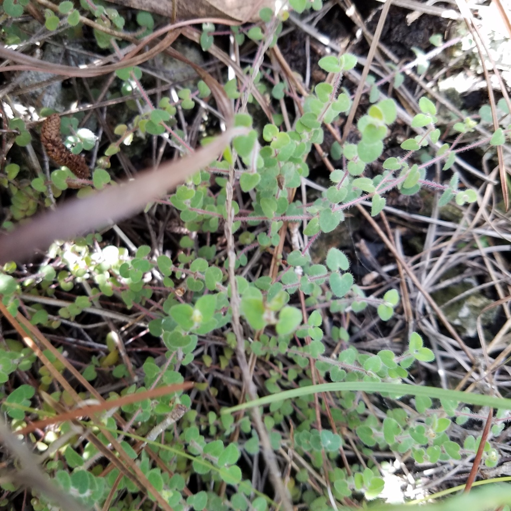 Pineland Sandmat in August 2022 by Joe MDO. Solo bioblitz of Long Pine ...
