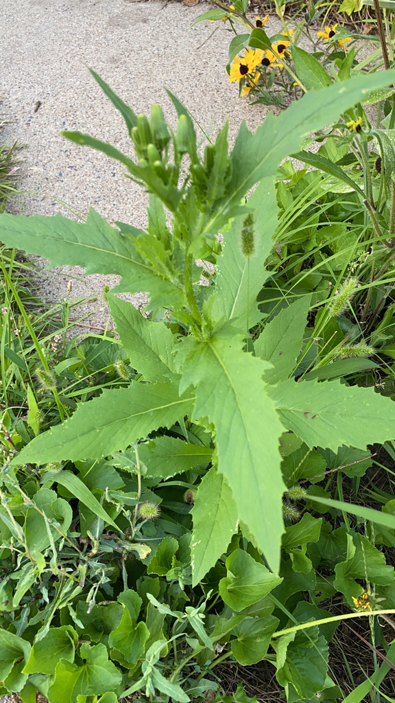 American burnweed from South Saint Paul on August 25, 2022 at 07:32 PM ...
