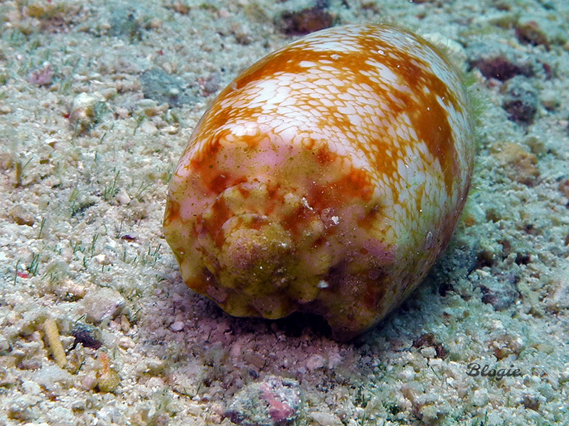 Conus geographus Linnaeus, 1758