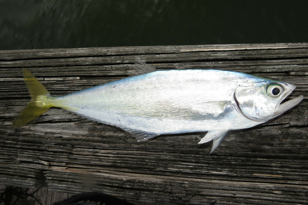 Leather Jack (Saltwater Fish of Mississippi) · iNaturalist