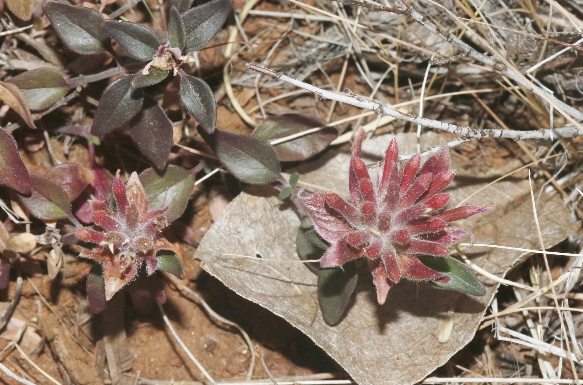Monardella macrantha A.Gray