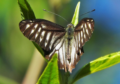 Catasticta ctemene · NaturaLista Colombia