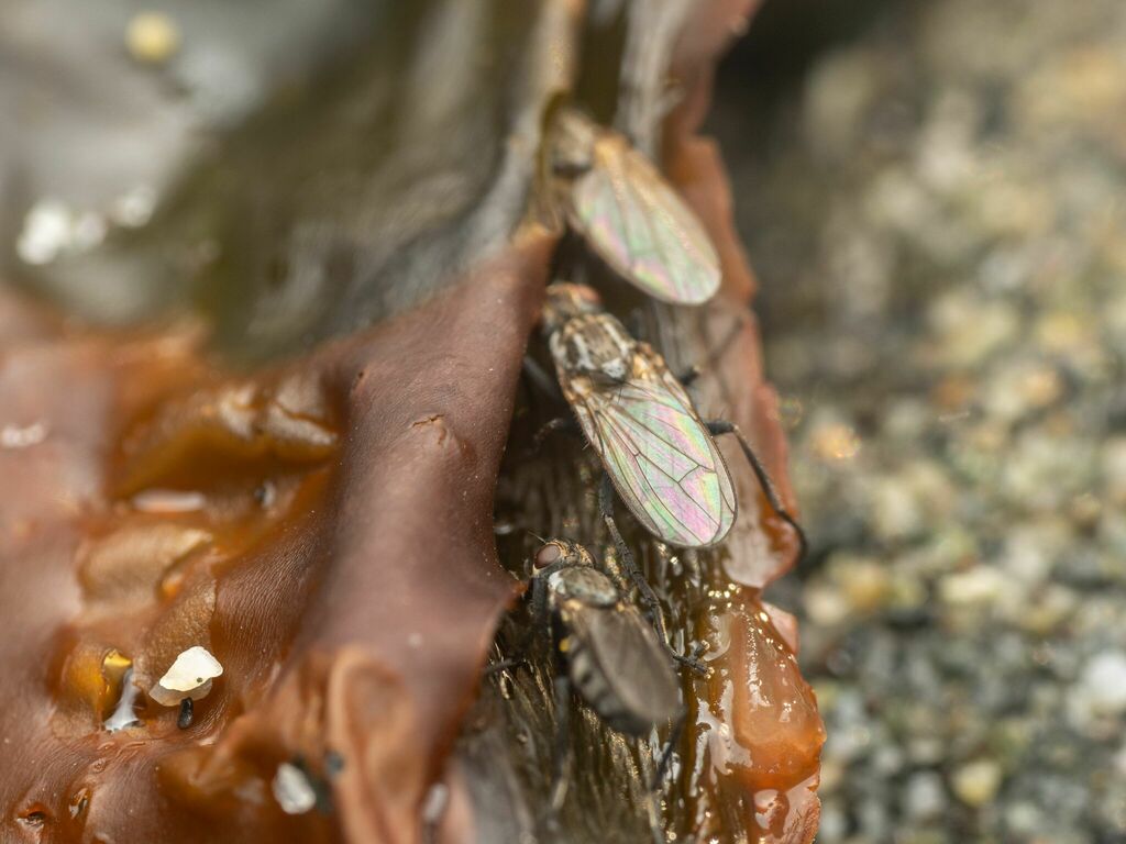 Seaweed Flies from Island County, WA, USA on July 27, 2022 at 07:04 PM ...